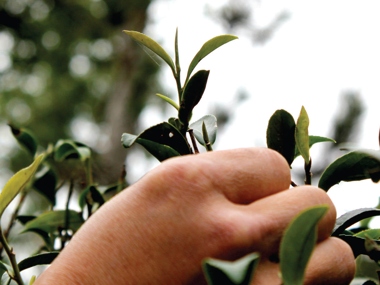 MEM Tea Imports & Shop | Carefully sourced, simply enjoyed – MEM TEA